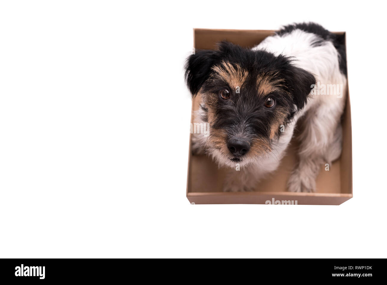 Dog cardboard box hi-res stock photography and images - Alamy