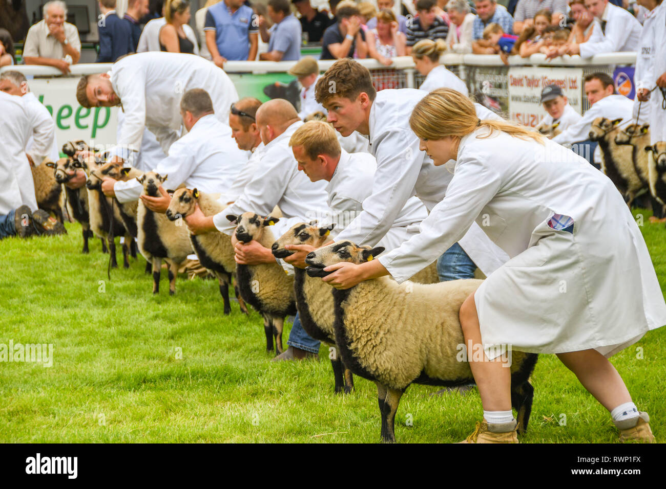 BUILTH WELLS, WALES - JULY 2018: Sheep lined up in the judging ring in ...