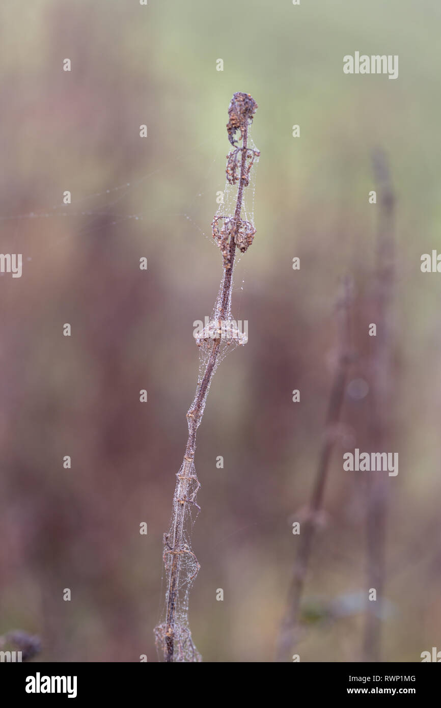 Prickly burr hi-res stock photography and images - Alamy