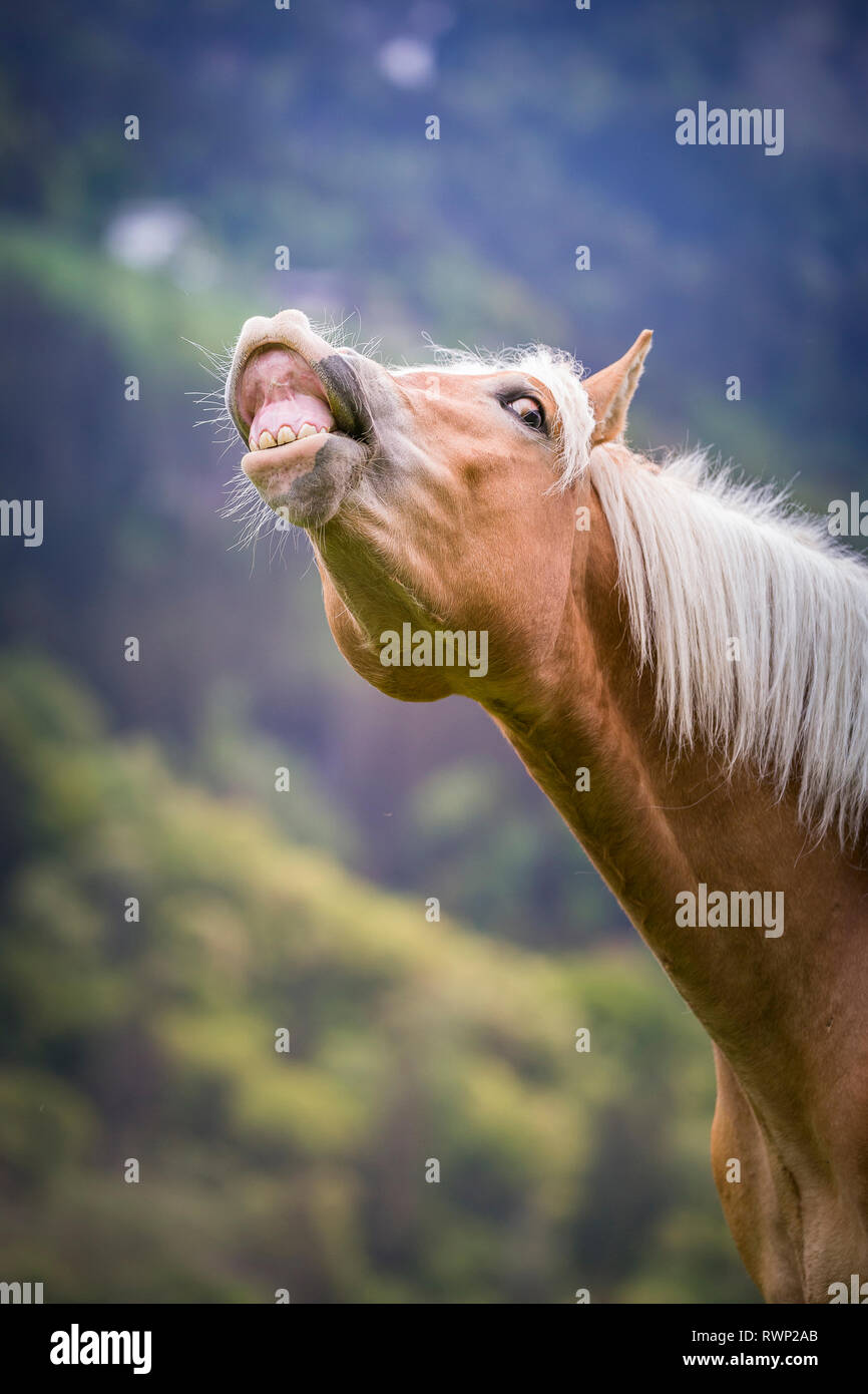 Flehmen horse hi-res stock photography and images - Alamy