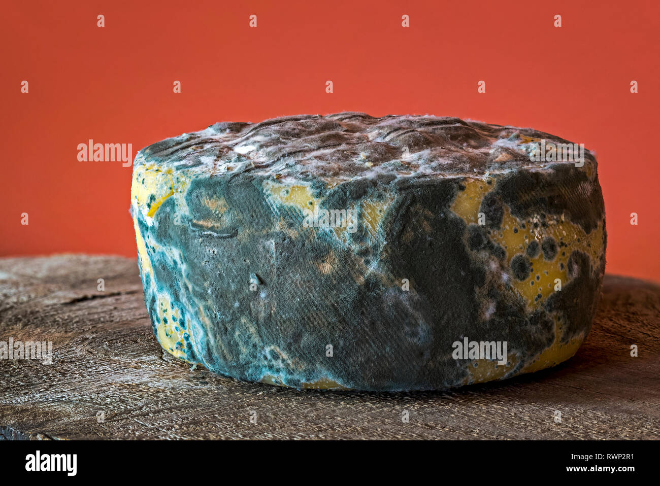 A small round of cheese with mould around it's crust on a wooden piece ...