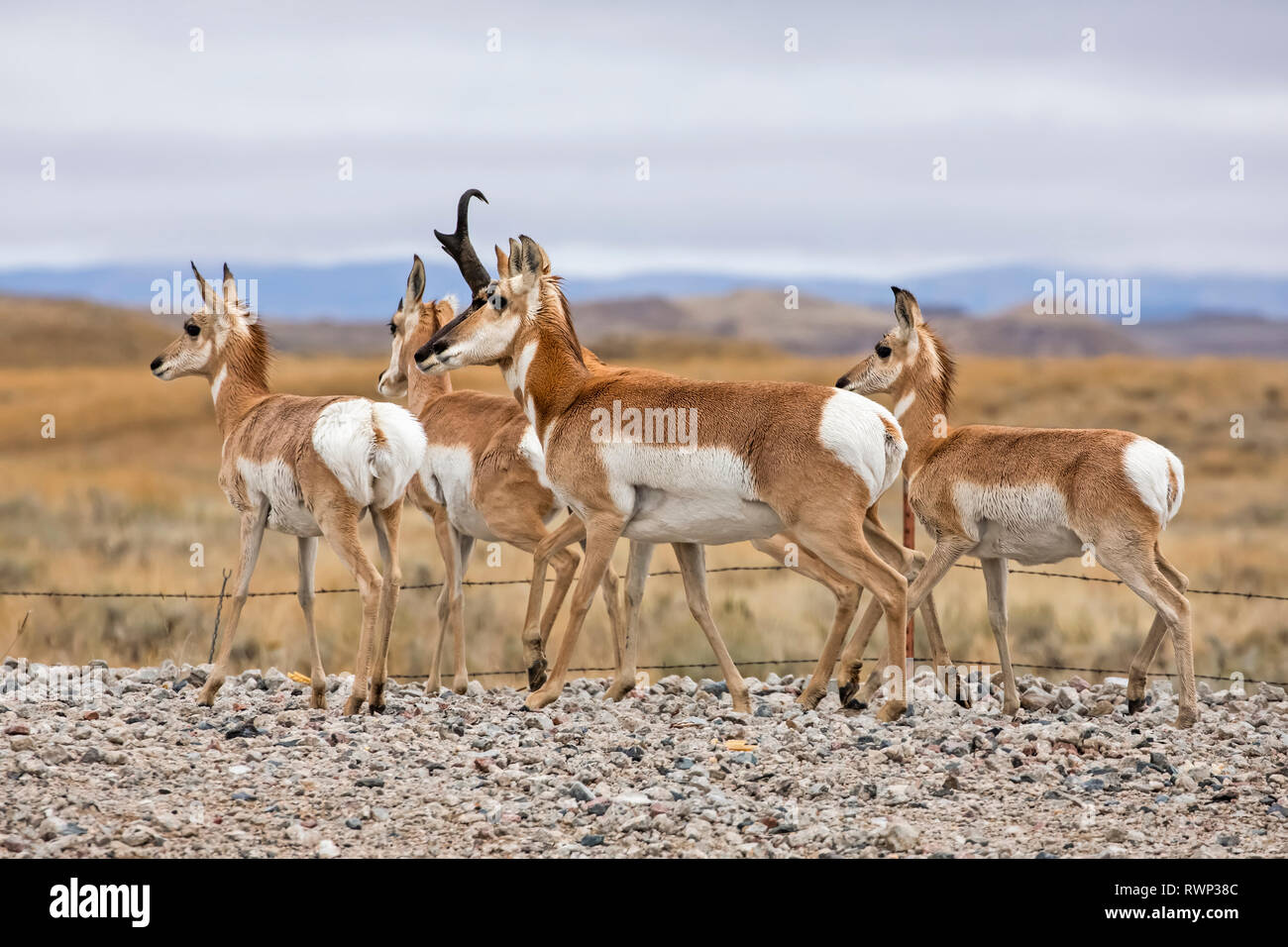 Pronghorn (Antilocapra americana) standing on a gravel roadside; Custer ...