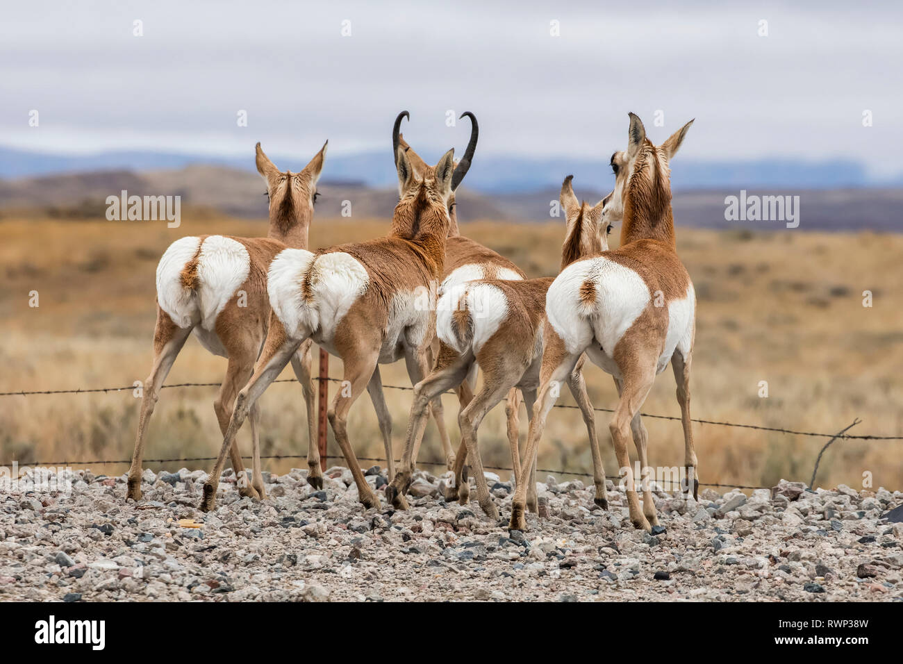 Four Pronghorn (Antilocapra americana) standing in a row on a gravel ...