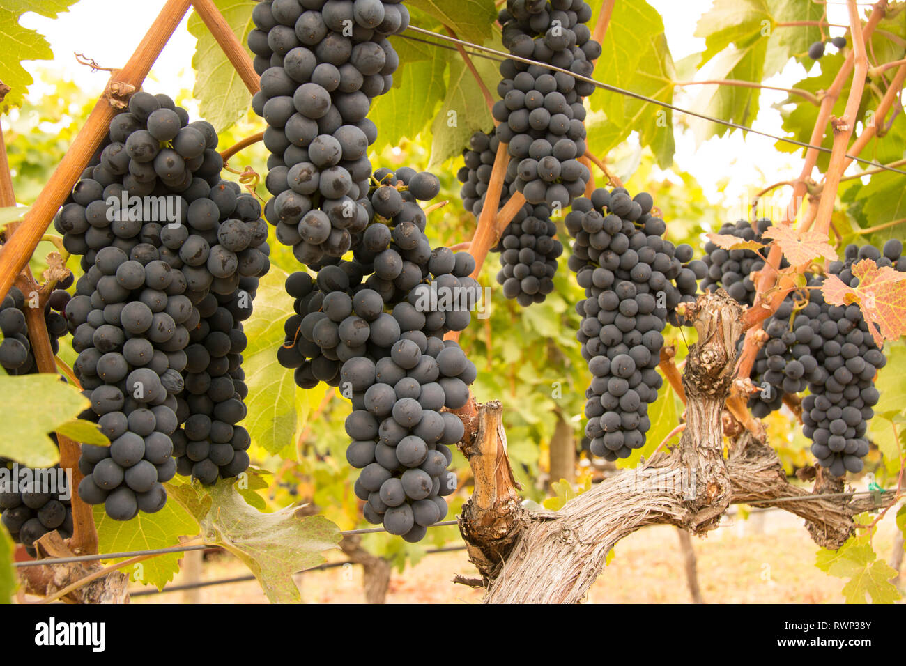 Vineyard, Naramata bench, Okangan Valley, British Columbia, Canada ...