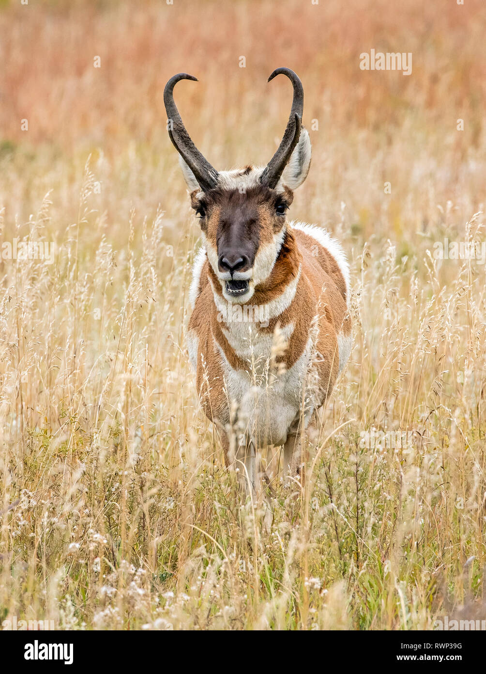 Pronghorn (Antilocapra americana); Custer, South Dakota, United States ...