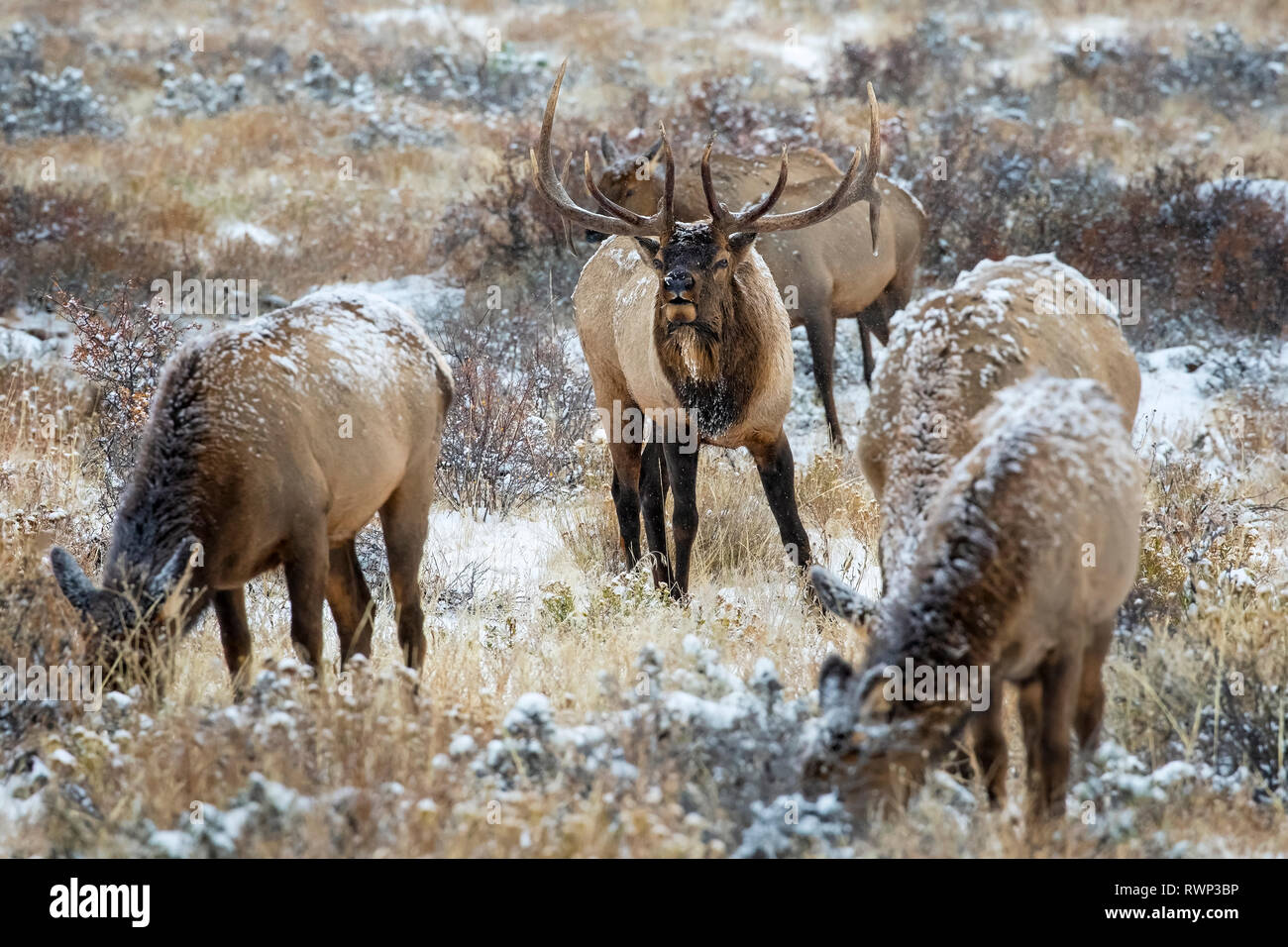 Bull Elk (Cervus canadensis) grazing in the light snow-cover; Steamboat ...
