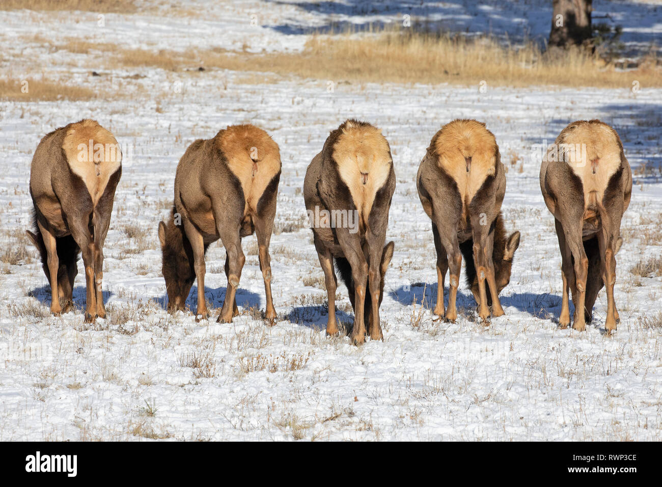 Bull Elk (Cervus canadensis) grazing in the light snow-covered field ...