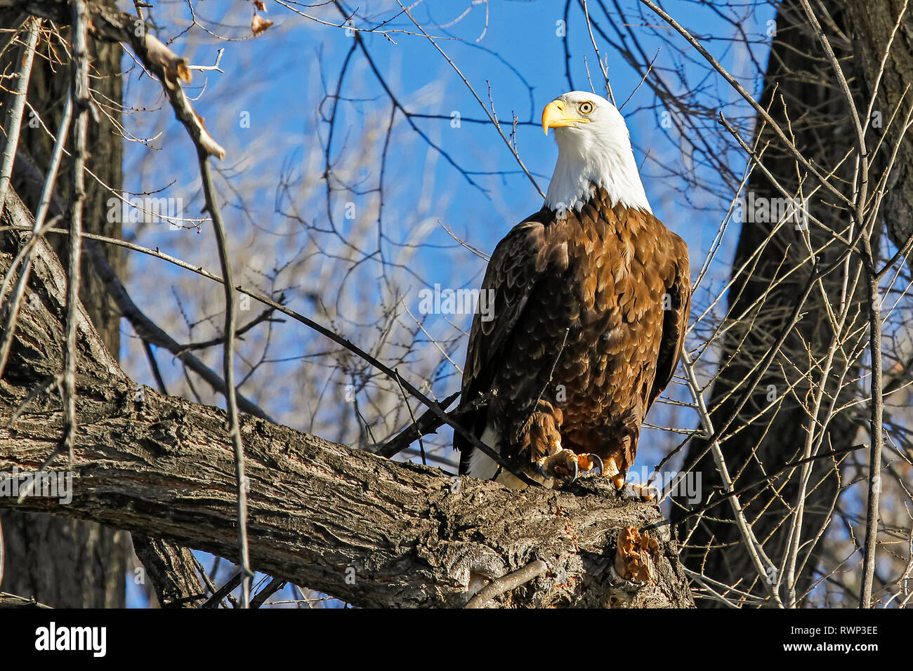 Bald eagle perched on tree hi-res stock photography and images - Alamy