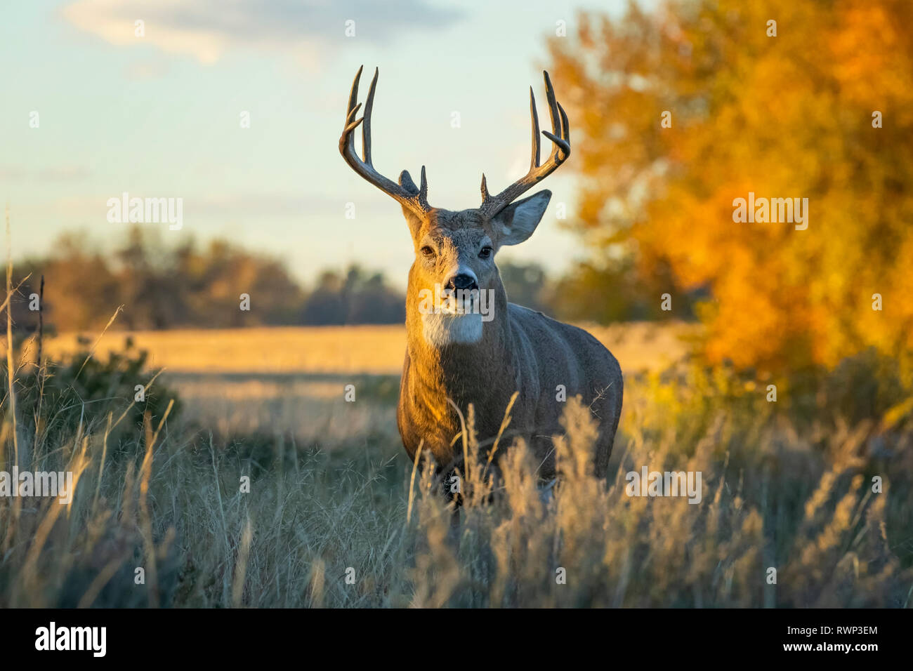 White-tailed Deer (Odocoileus virginianus) buck, Eastern Plains ...