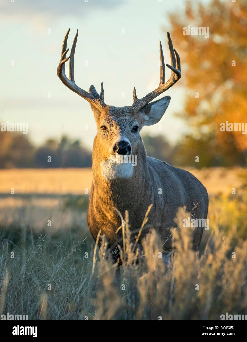 Whitetail buck hi-res stock photography and images - Alamy