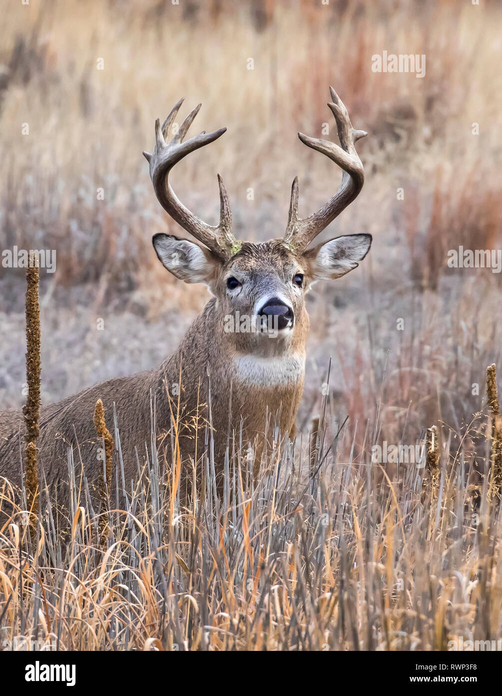 White-tailed Deer (Odocoileus virginianus) buck, Eastern Plains ...