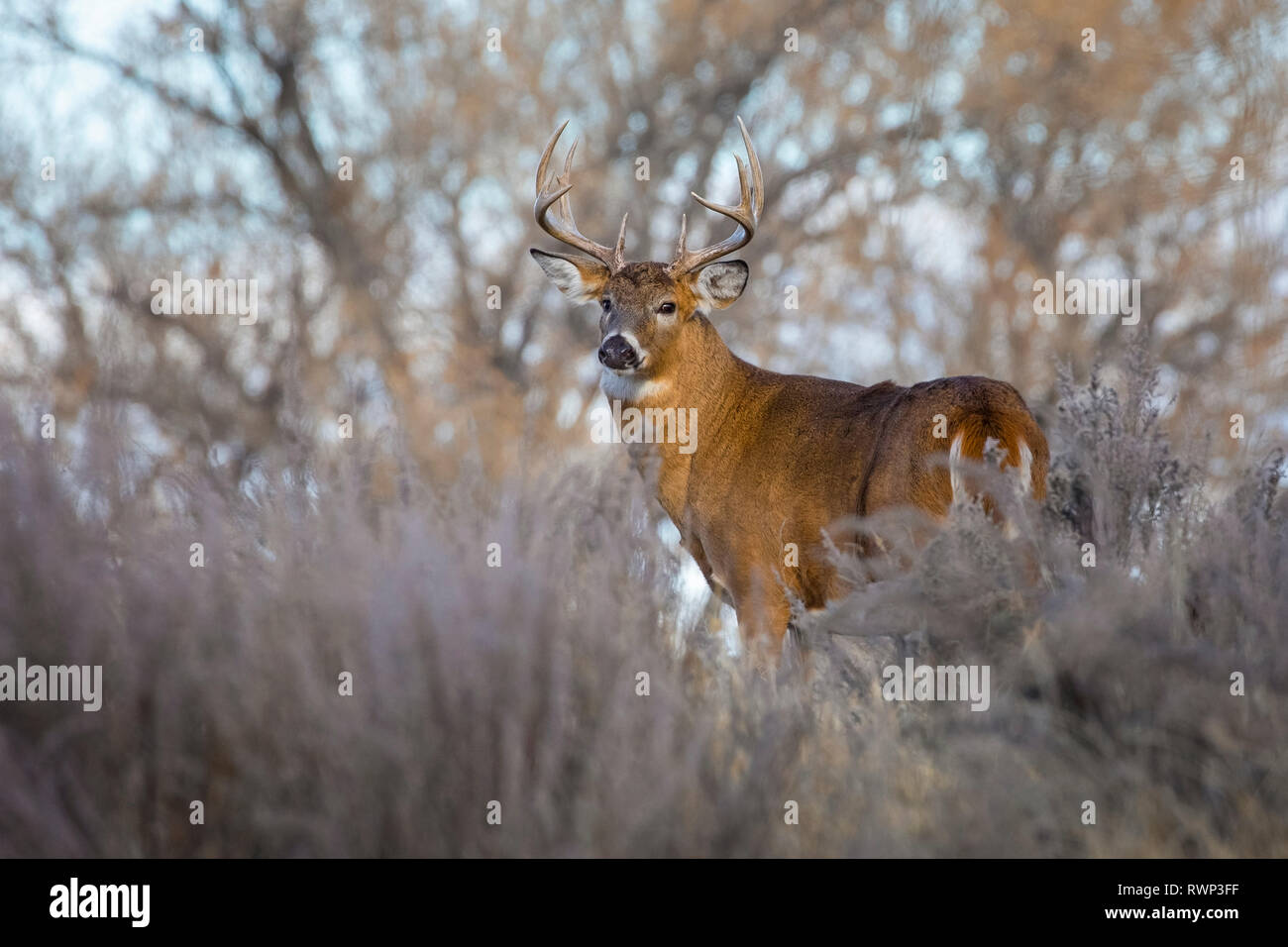 White-tailed Deer (Odocoileus virginianus) buck, Eastern Plains ...