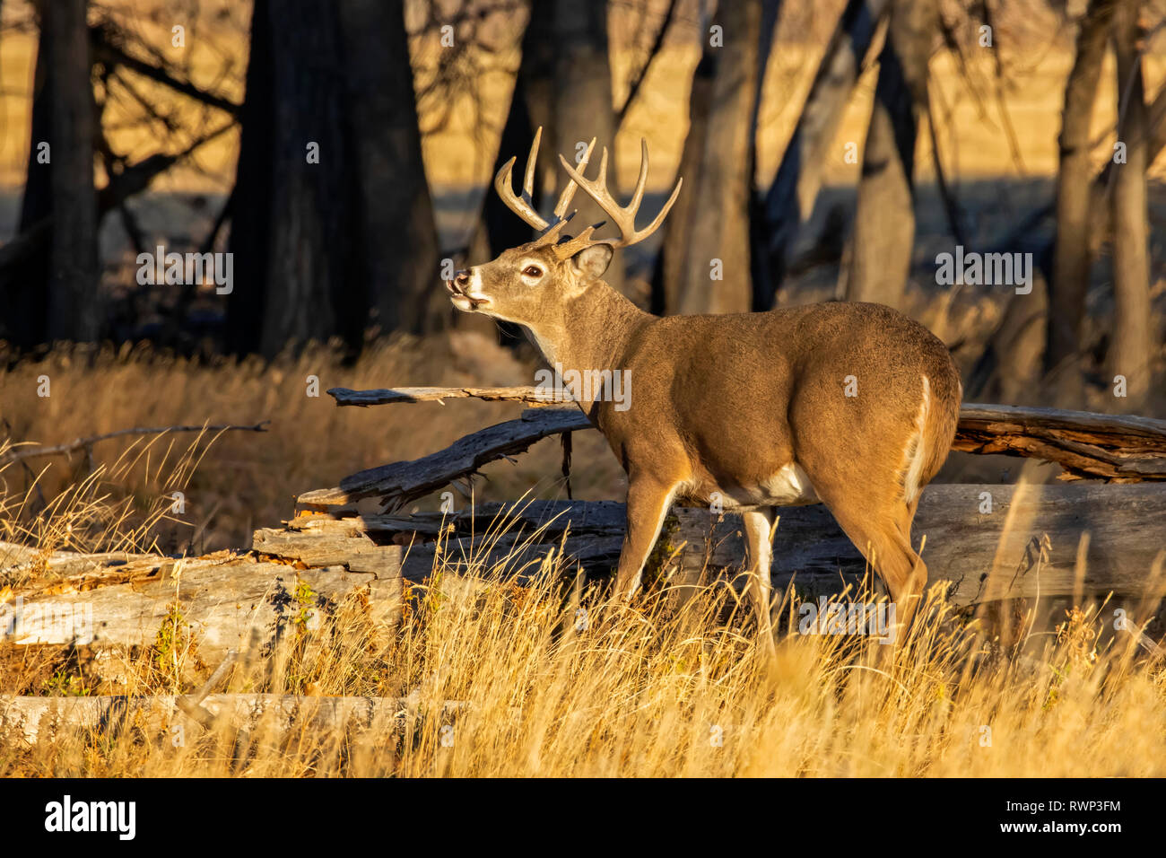 White-tailed Deer (Odocoileus virginianus) buck, Eastern Plains ...
