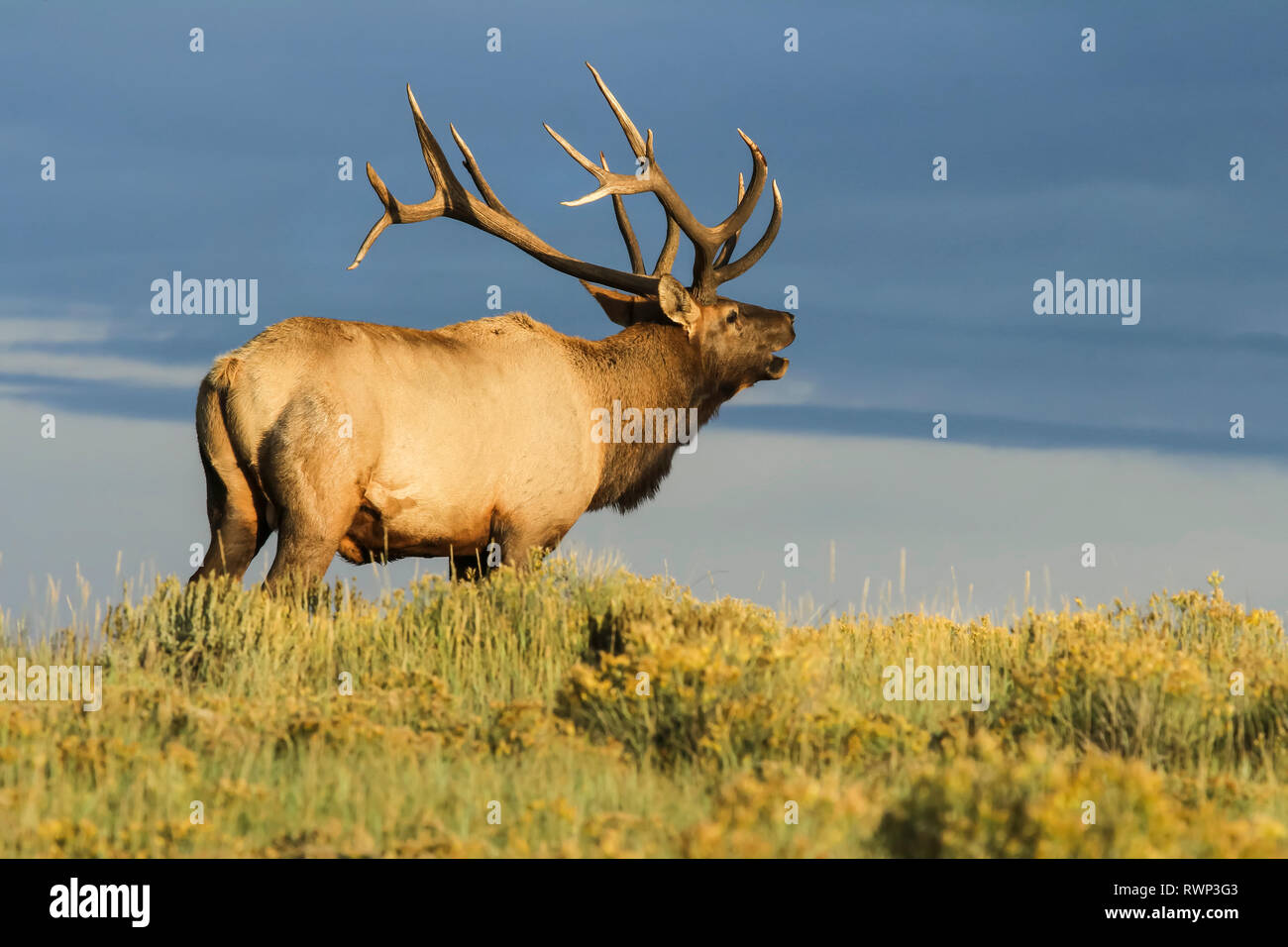 Bull Elk (Cervus canadensis) bugling; Steamboat Springs, Colorado ...