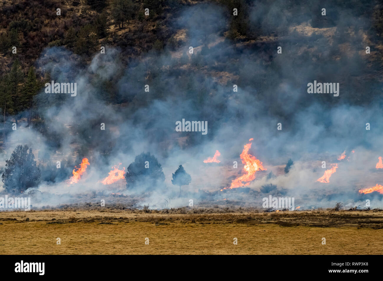 Prescribed burn hi-res stock photography and images - Alamy