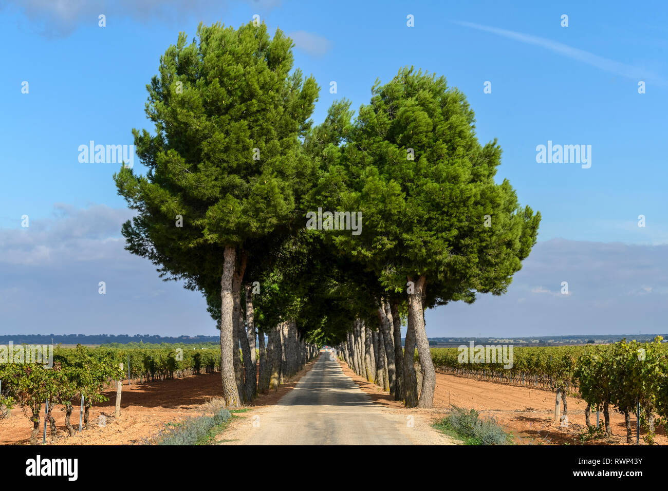 A long straight country road lined with trees stretching into the ...