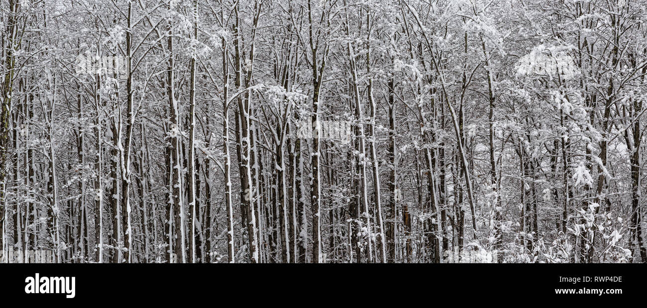 Snow covered tree black forest hi-res stock photography and images - Alamy