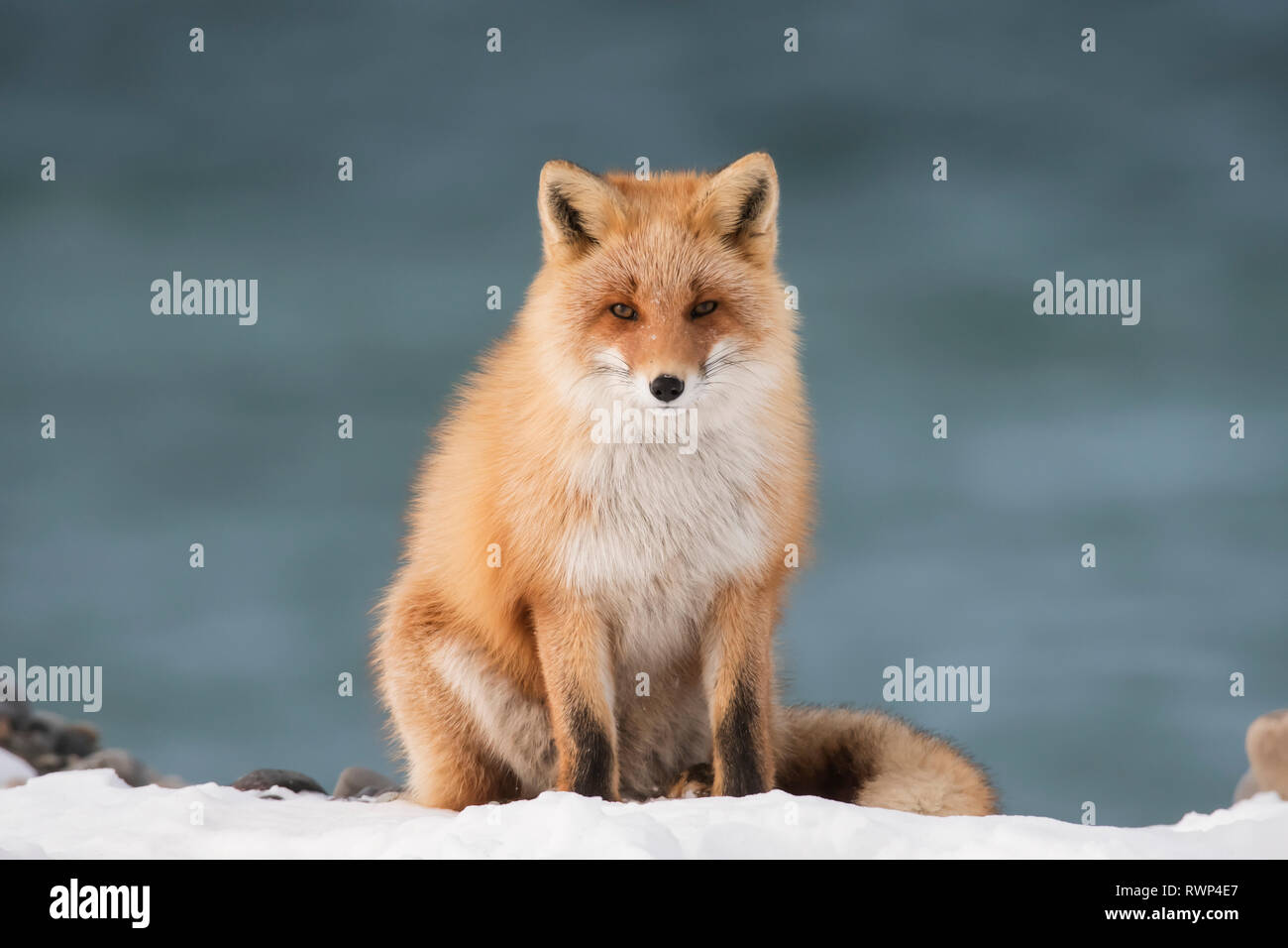 Red fox sitting on snow hi-res stock photography and images - Alamy