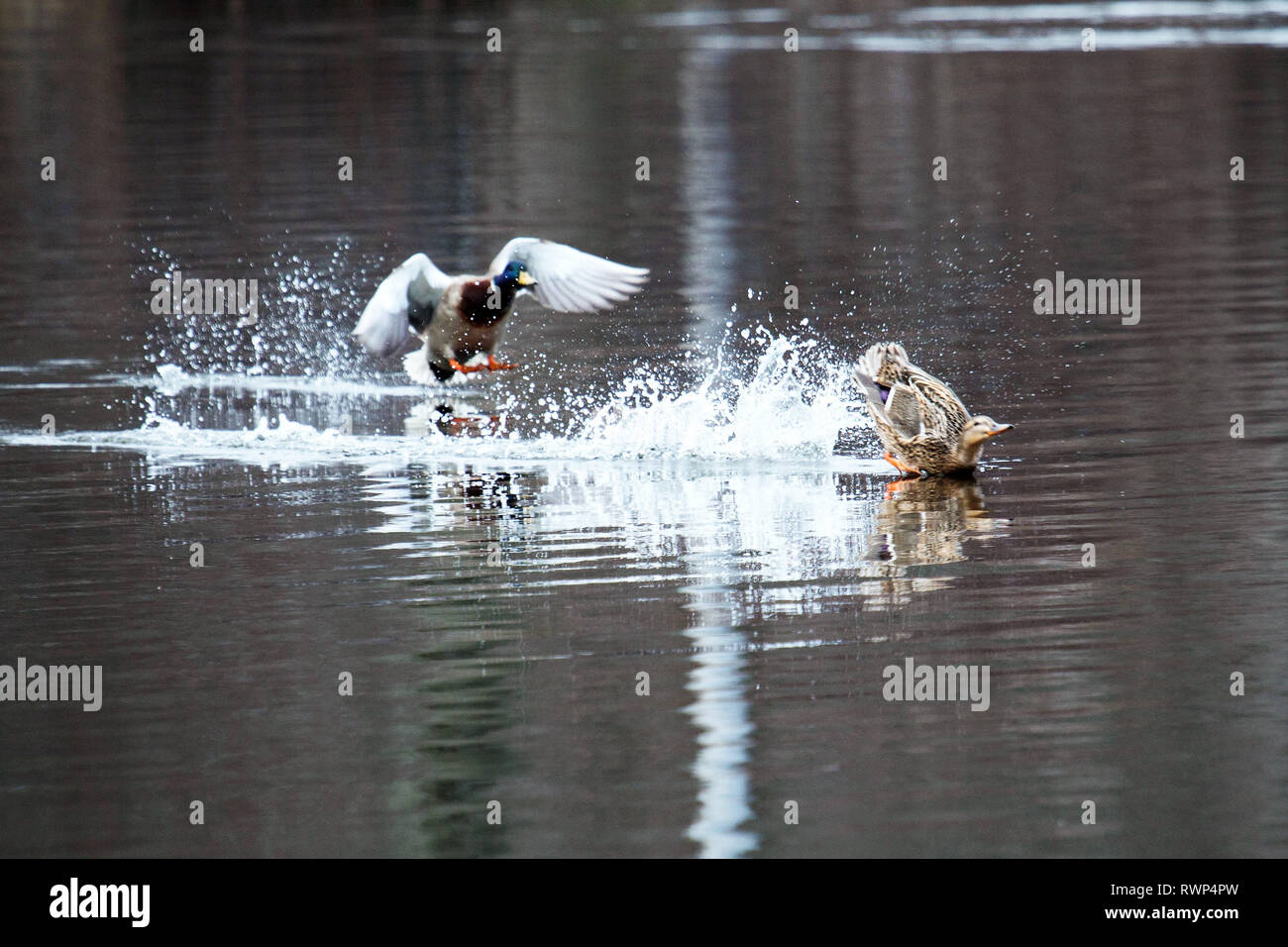 Two ducks landing in a lake with one crash landing Stock Photo - Alamy
