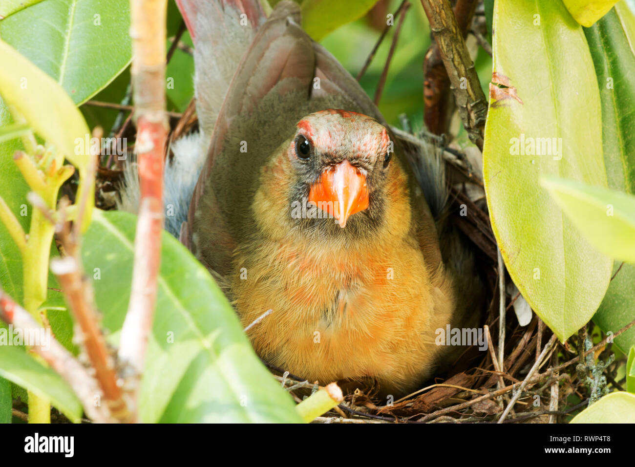 Cardinal Babies Cardinal Cottage Added A New Photo. Cardinal Cottage