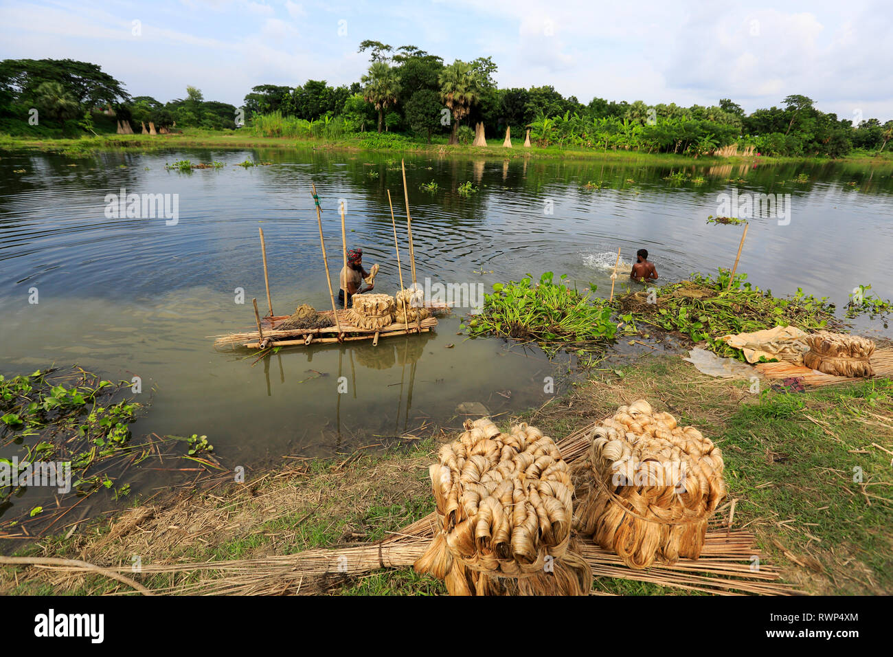 Farmers washing jute fibres in the marsh in Faridpur, Bangladesh Stock ...