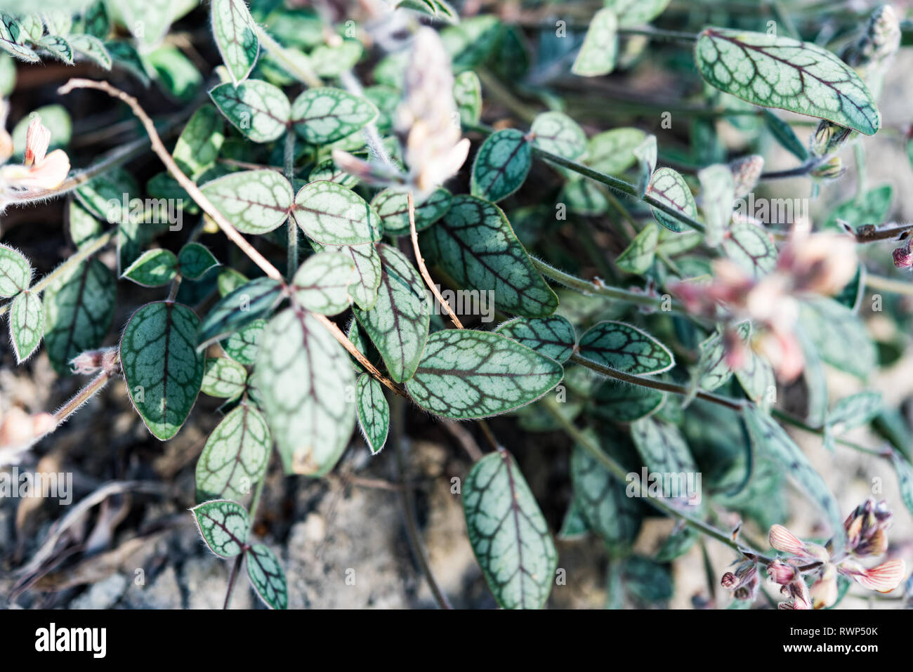 Morning dew forest wild herbs plants and grass Stock Photo - Alamy