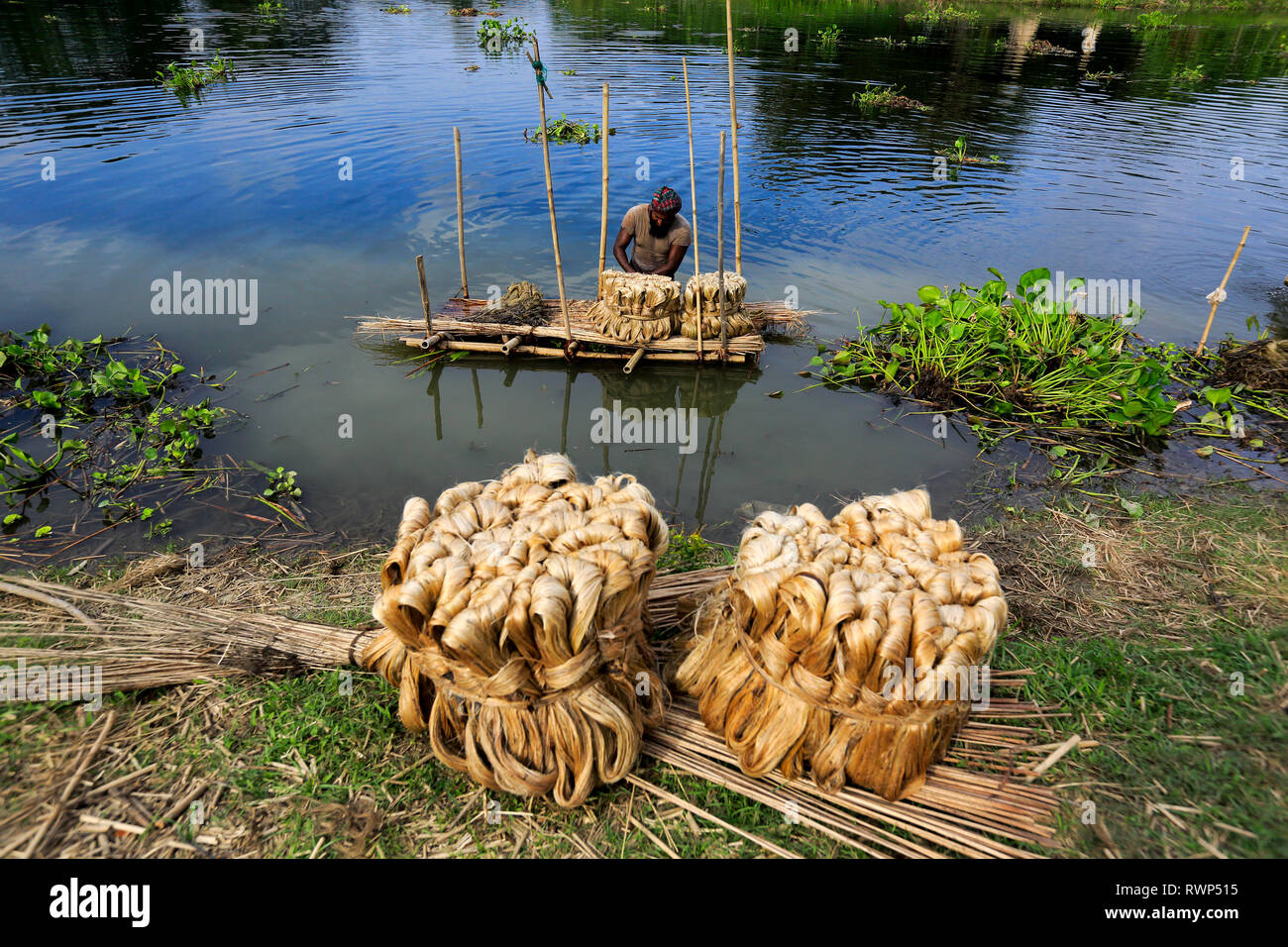 A farmer washing jute fibres in the marsh in Faridpur, Bangladesh Stock ...