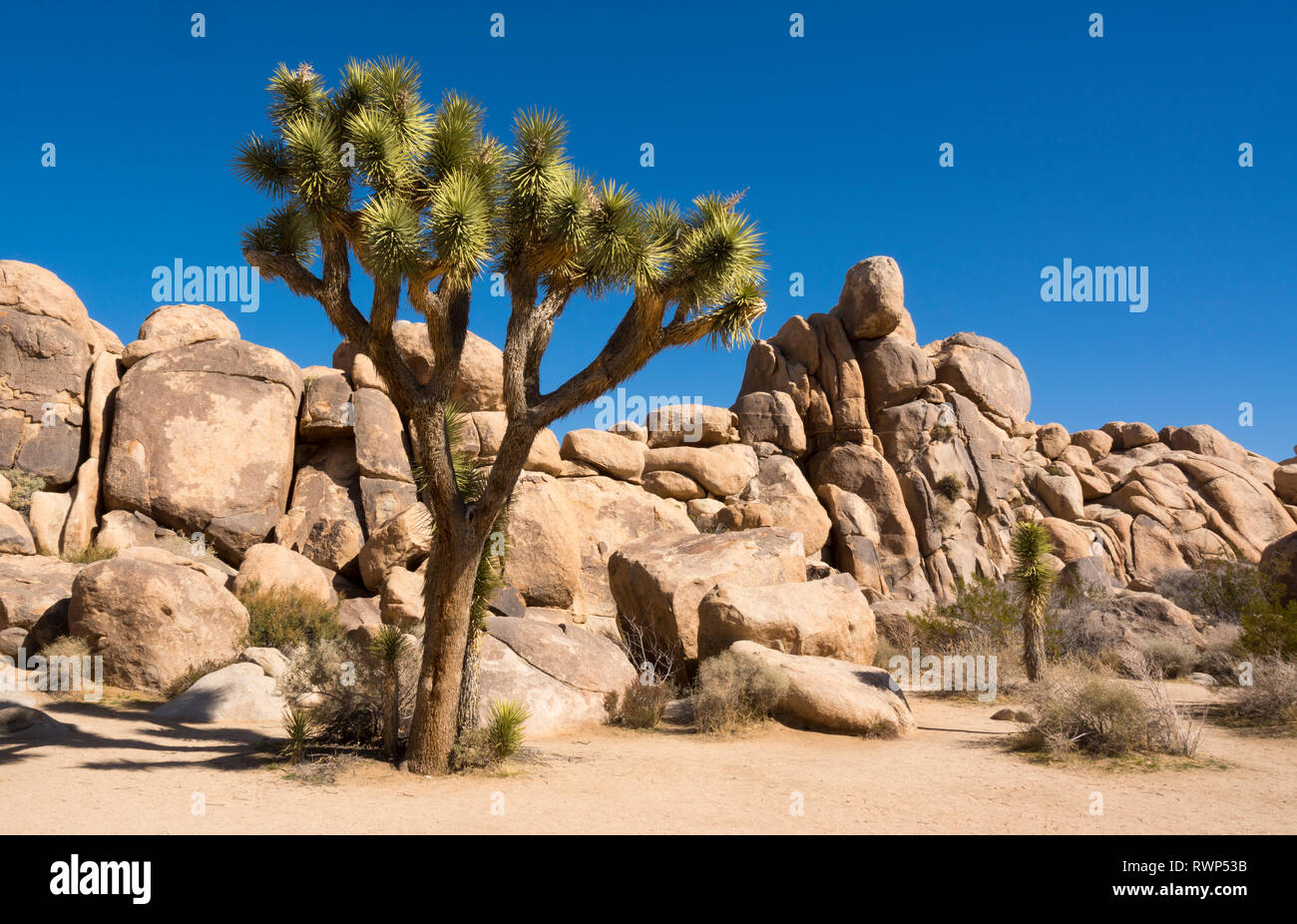 Joshua trees, yucca palm, tree yucca, and palm tree yucca, Yucca ...