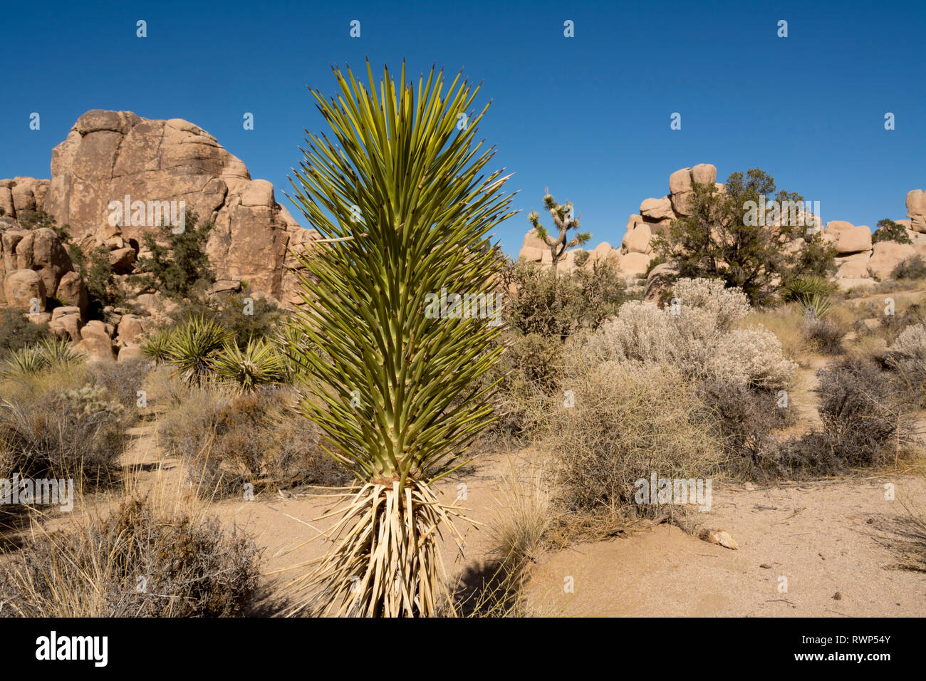 Mojave yucca, or Spanish dagger, Yucca schidigera, Joshua Tree National ...