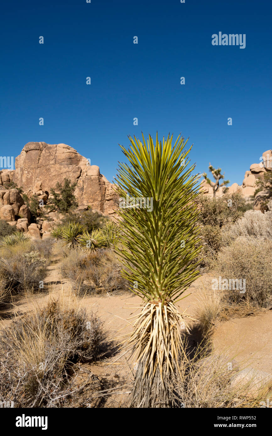 Mojave yucca, or Spanish dagger, Yucca schidigera, Joshua Tree National ...