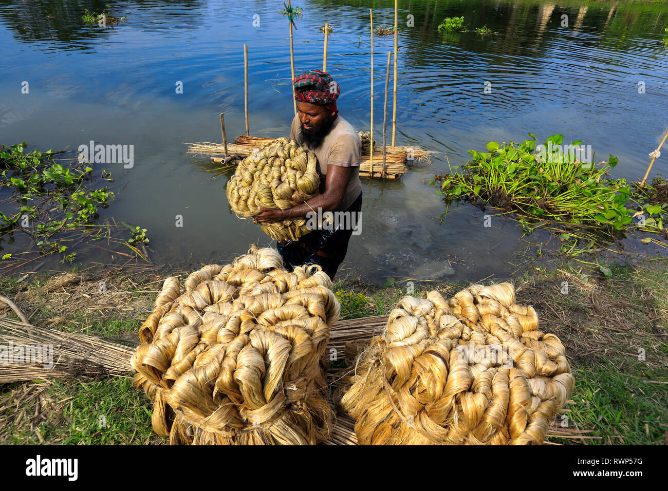 A farmer washing jute fibres in a marsh. Faridpur, Bangladesh Stock ...