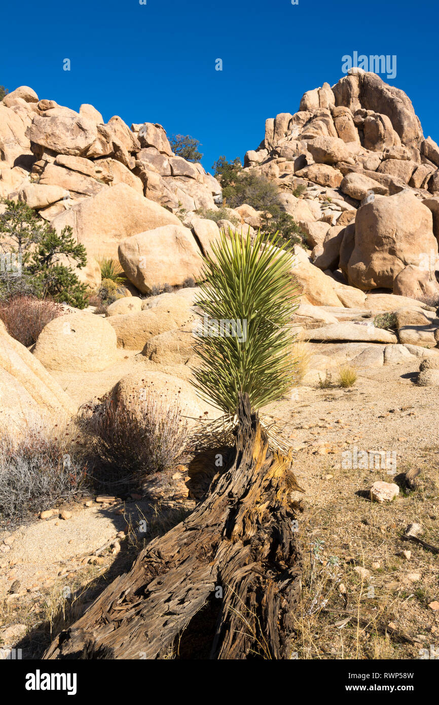 Dagger log hi-res stock photography and images - Alamy