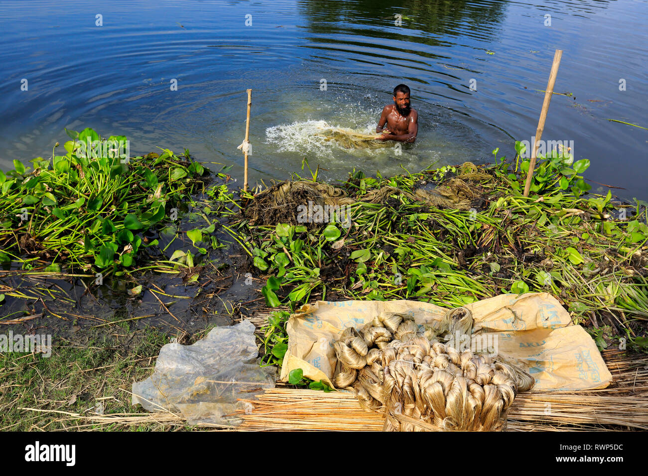 A farmer washing jute fibres in a marsh. Faridpur, Bangladesh Stock ...