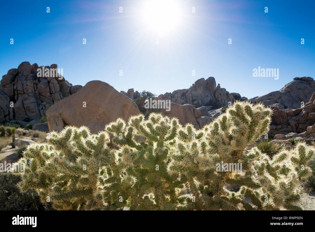 jumping cholla cactus, Opuntia fulgida, Cholla Cactus Garden, Joshua ...