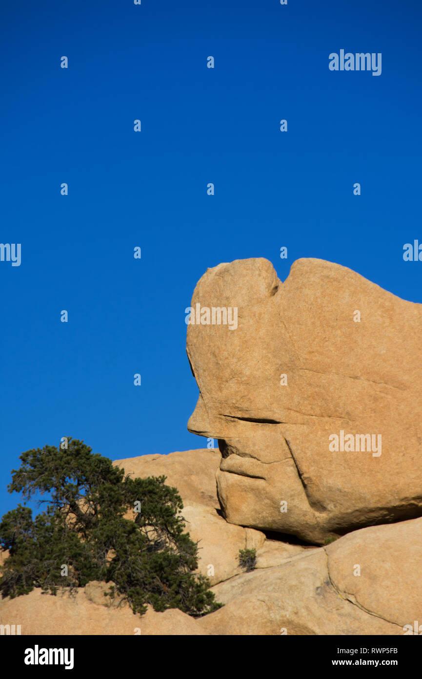 Pristine joshua tree hi-res stock photography and images - Alamy