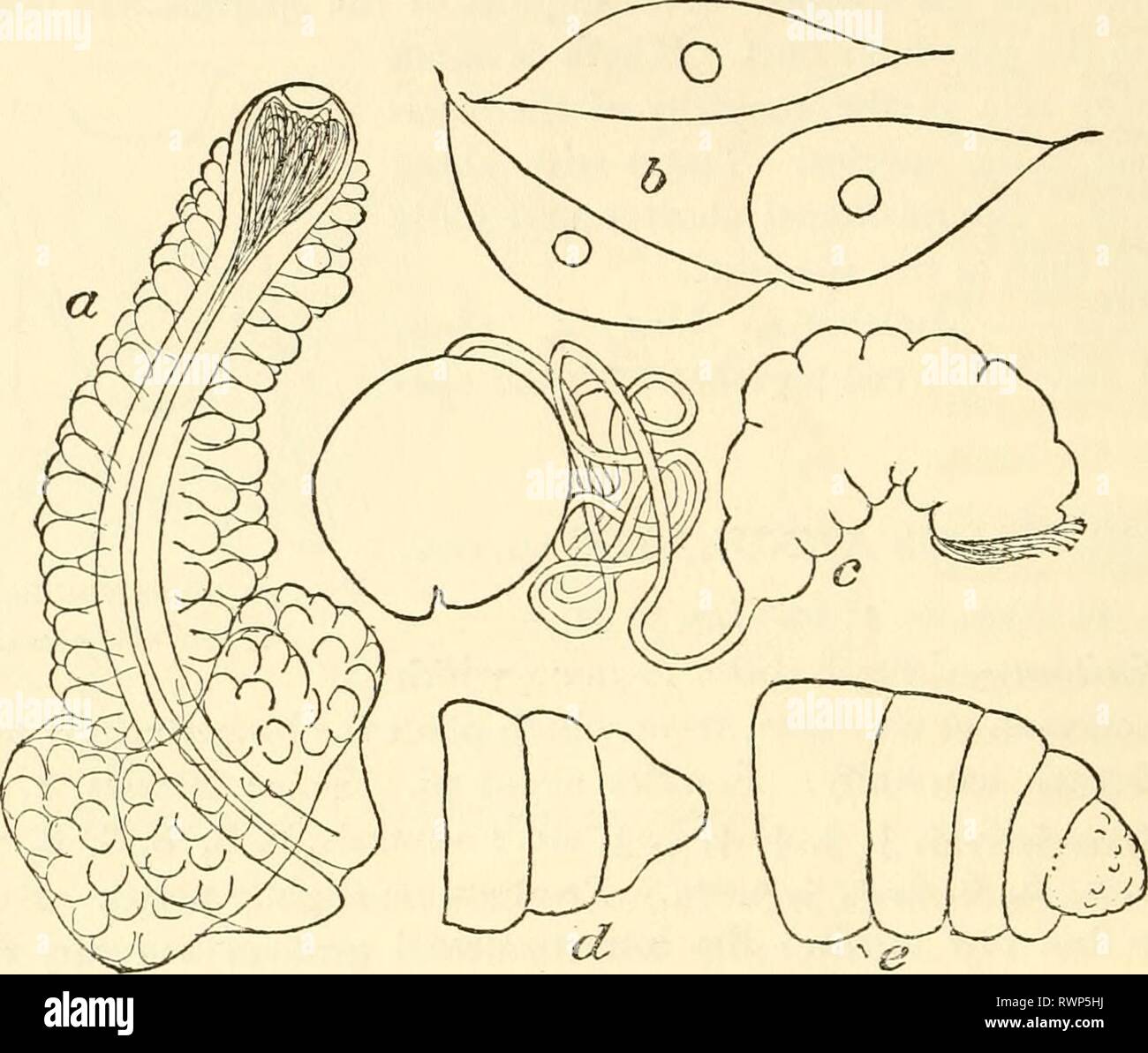 Enchytræidæ of the west coast Stock Photo - Alamy