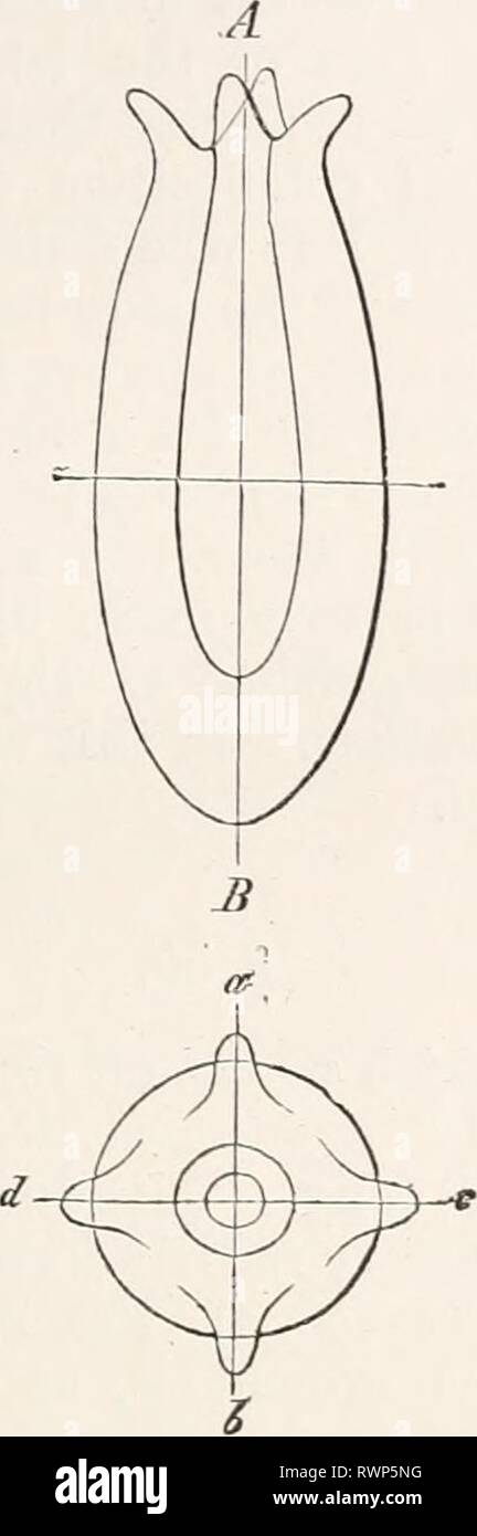 Elements Of Comparative Anatomy 1878 Elements Of Comparative Anatomy elements-of-comparative-anatomy-1878-elements-of-comparative-anatomy