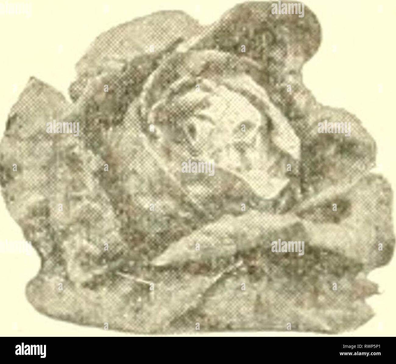 Elements of Philippine agriculture (1908 Stock Photo - Alamy