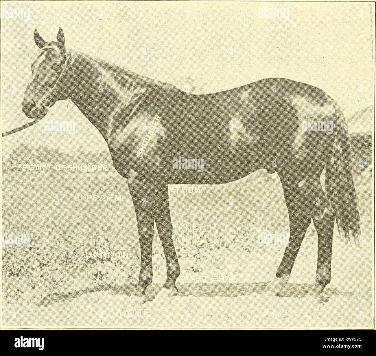 Elements of hippology (1914 Stock Photo - Alamy