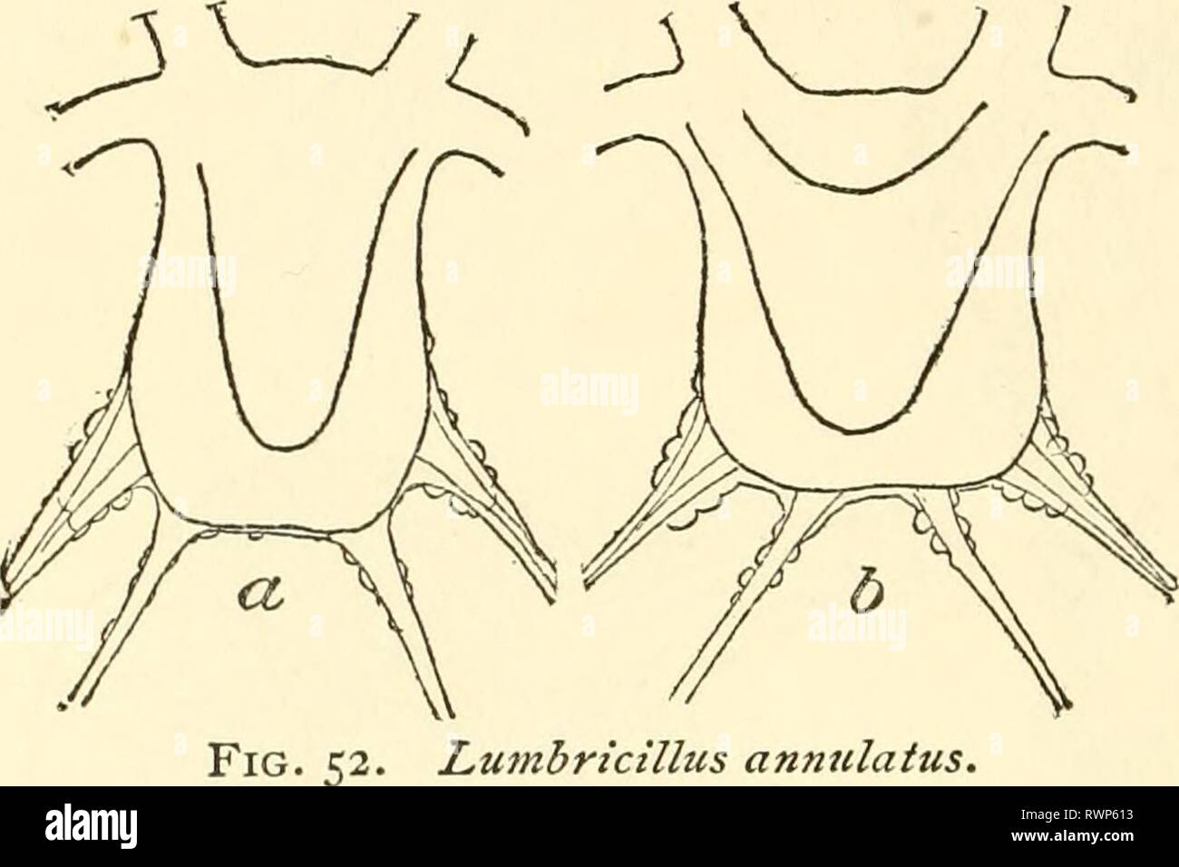 Enchytræidæ of the west coast Stock Photo - Alamy
