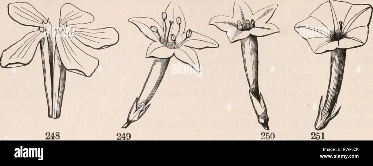 Salver shape hi-res stock photography and images - Alamy