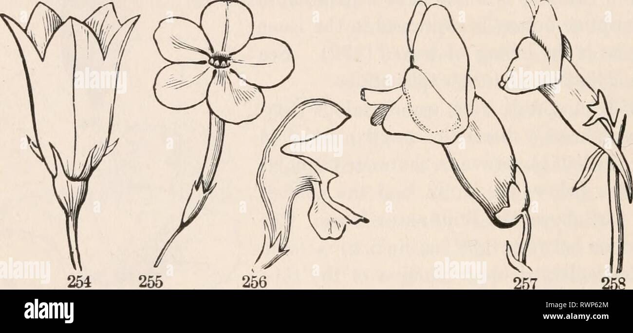 corolla flower drawing