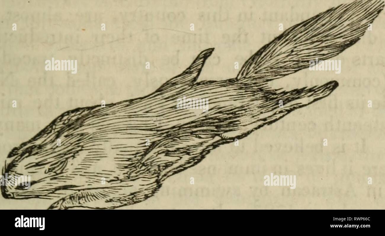 Elements of zoology, or, Natural Stock Photo - Alamy