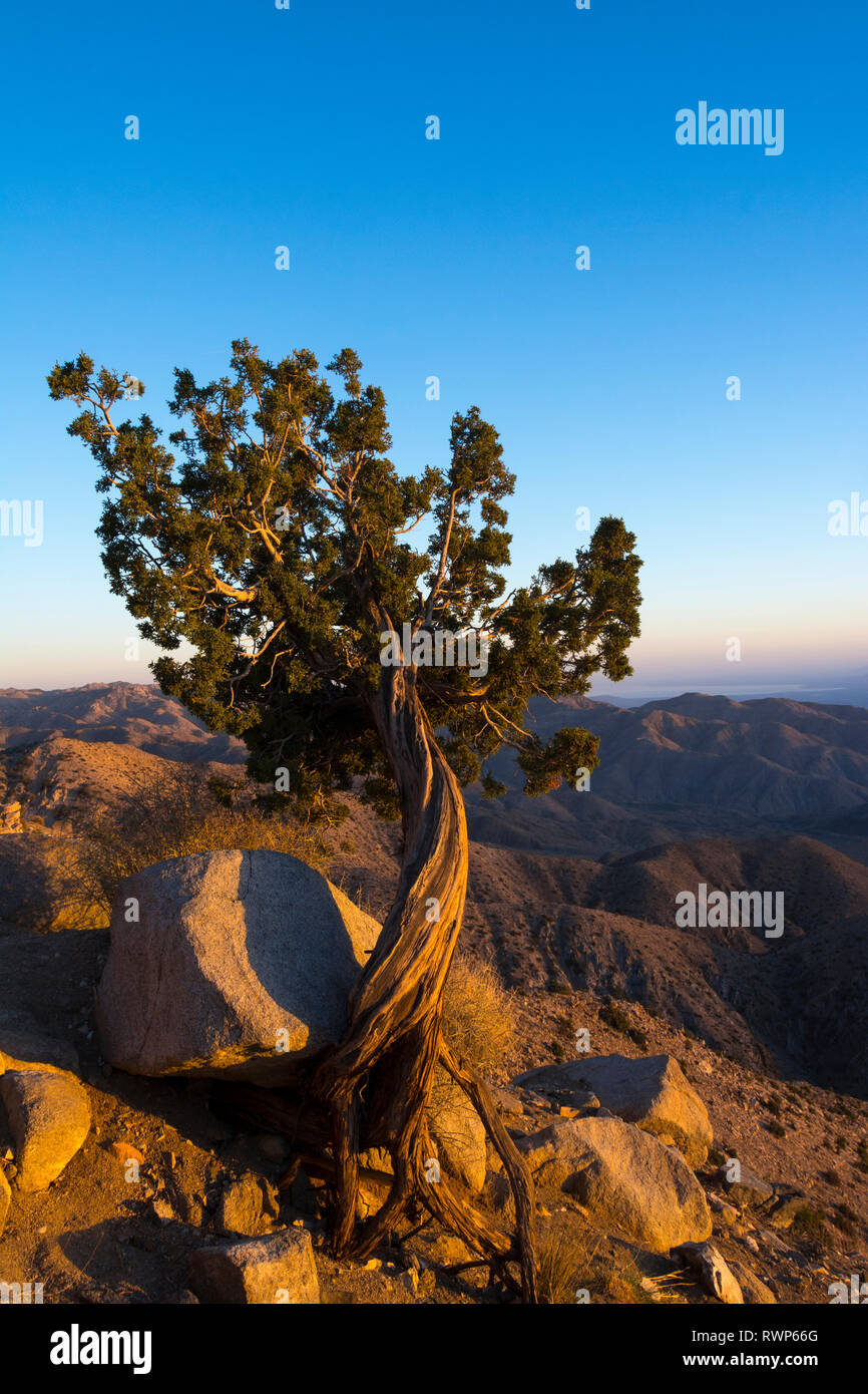 California juniper, Juniperus californica, Joshua Tree National Park ...