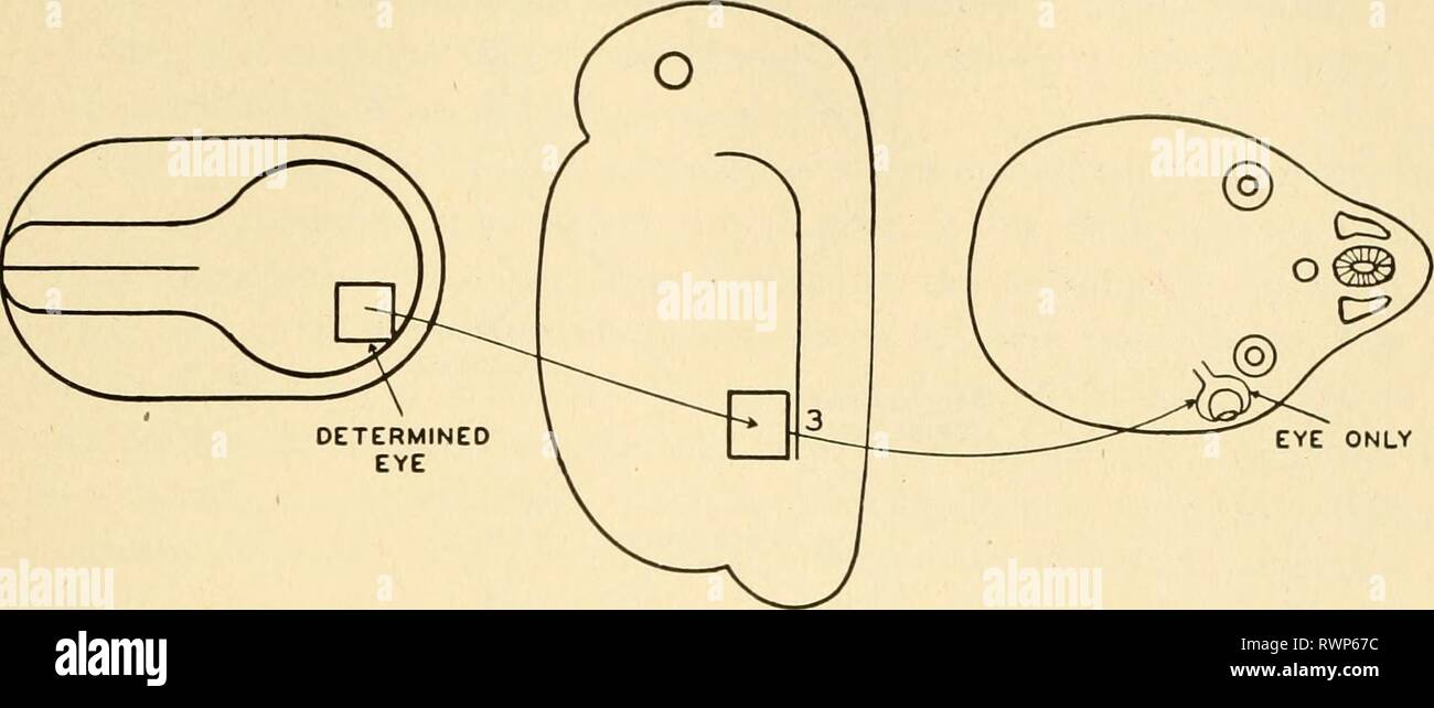 Neurula hi-res stock photography and images - Alamy