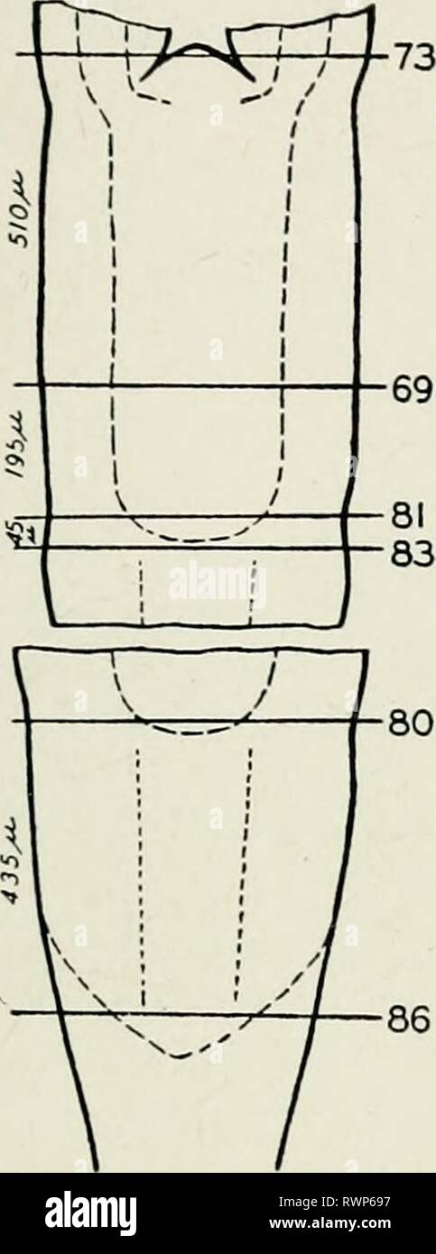 The embryology of Larix (1943 Stock Photo - Alamy