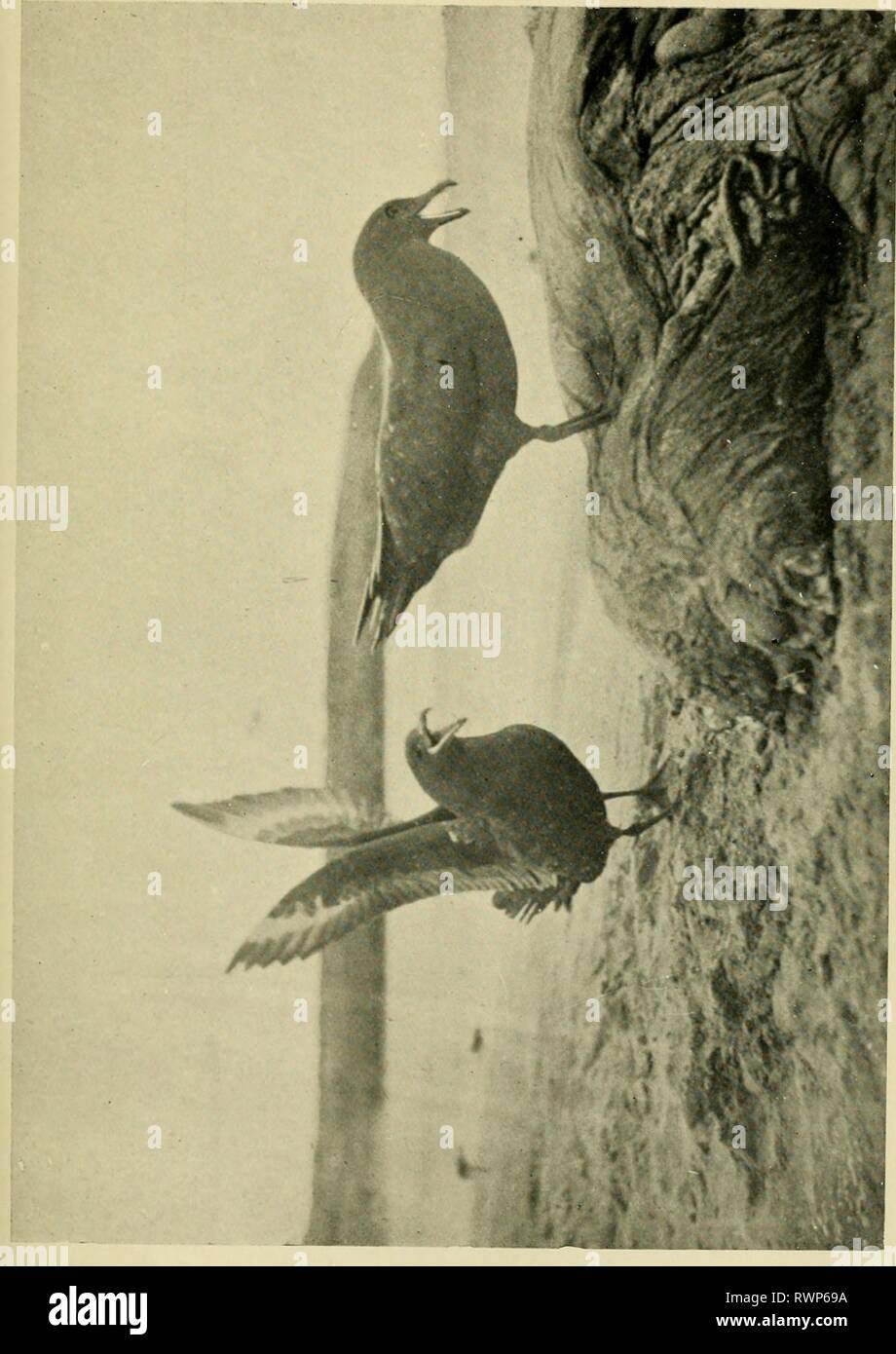 The Emu official organ Stock Photo - Alamy