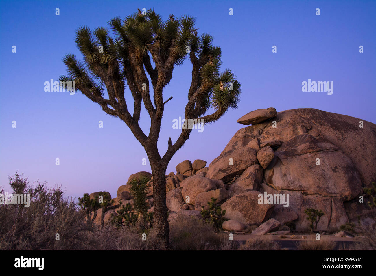 Joshua trees, yucca palm, tree yucca, and palm tree yucca, Yucca ...