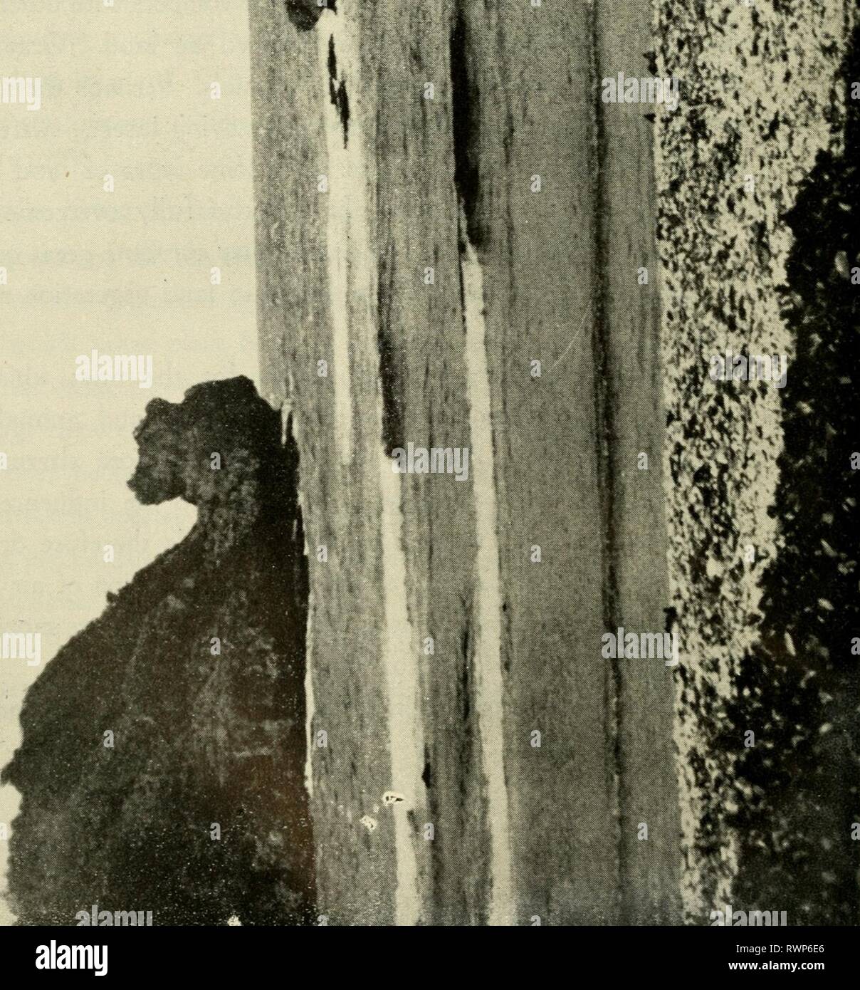 The emigrations of animals from Stock Photo - Alamy