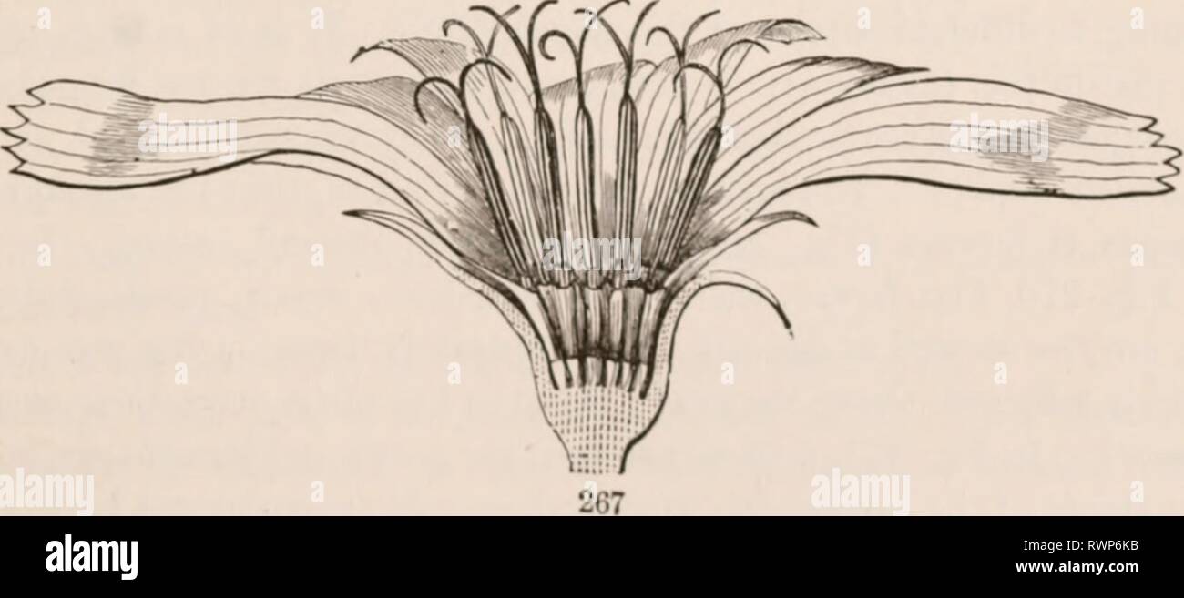 Tube like corolla hi-res stock photography and images - Alamy